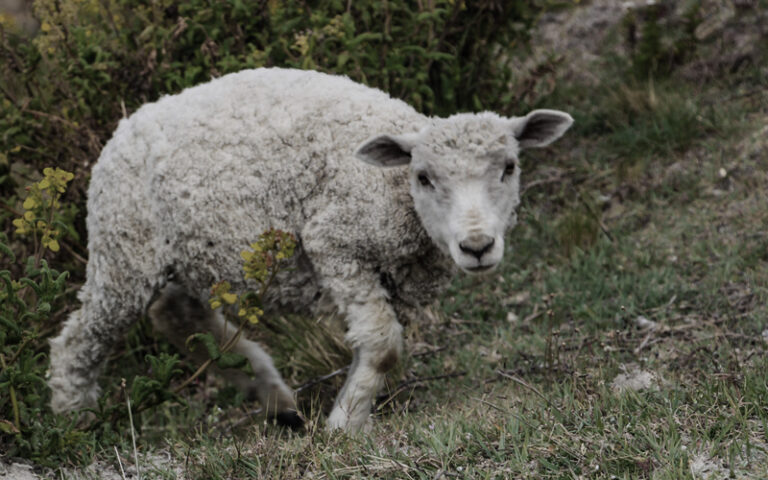 The Lost Sheep - Plain Bible Teaching